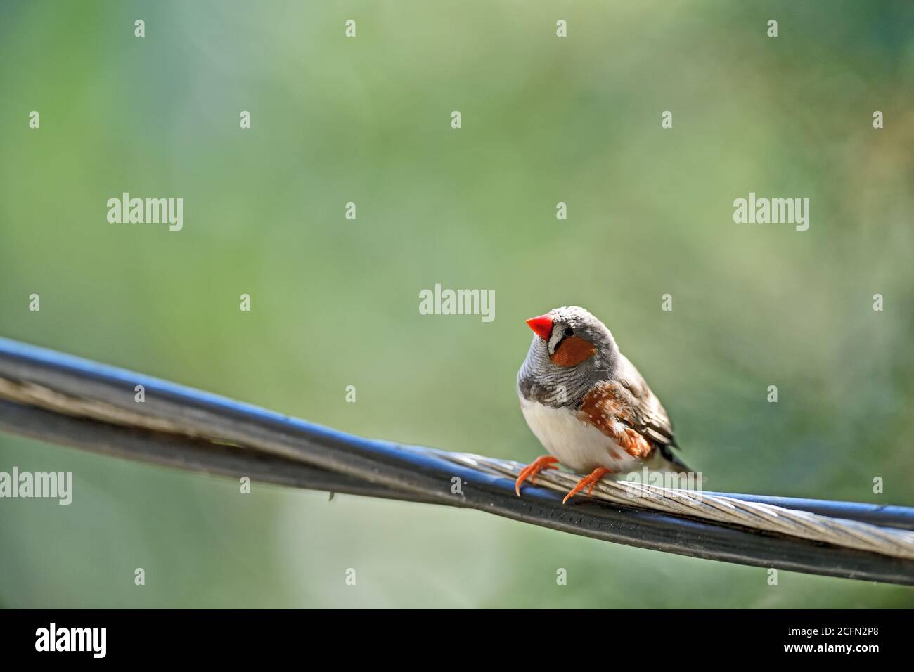 Zebra Finch photographed in the Wild Stock Photo - Alamy