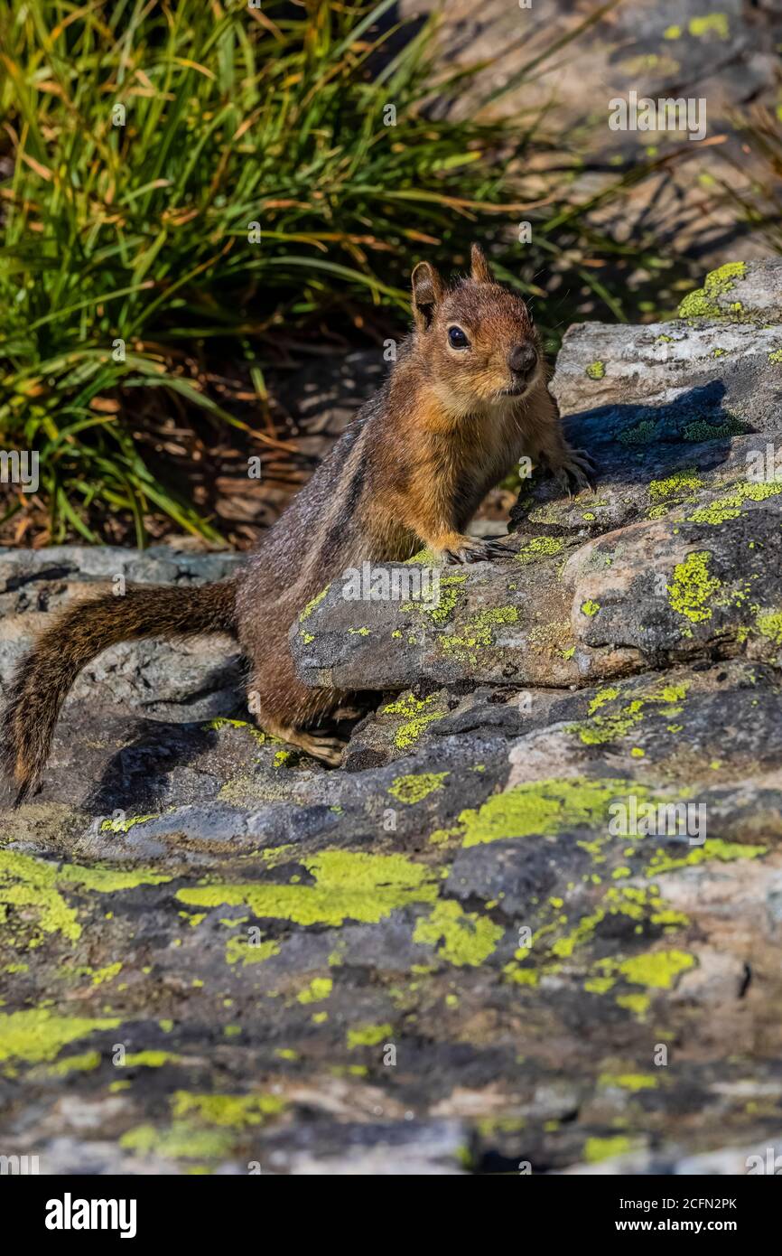 Cascade Golden-Mantled Ground Squirrel, Spermophilus saturatus, feeding ...