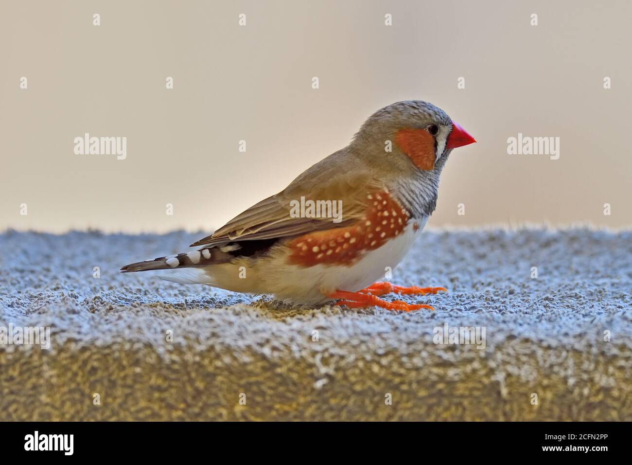 Zebra Finch photographed in the Wild Stock Photo - Alamy