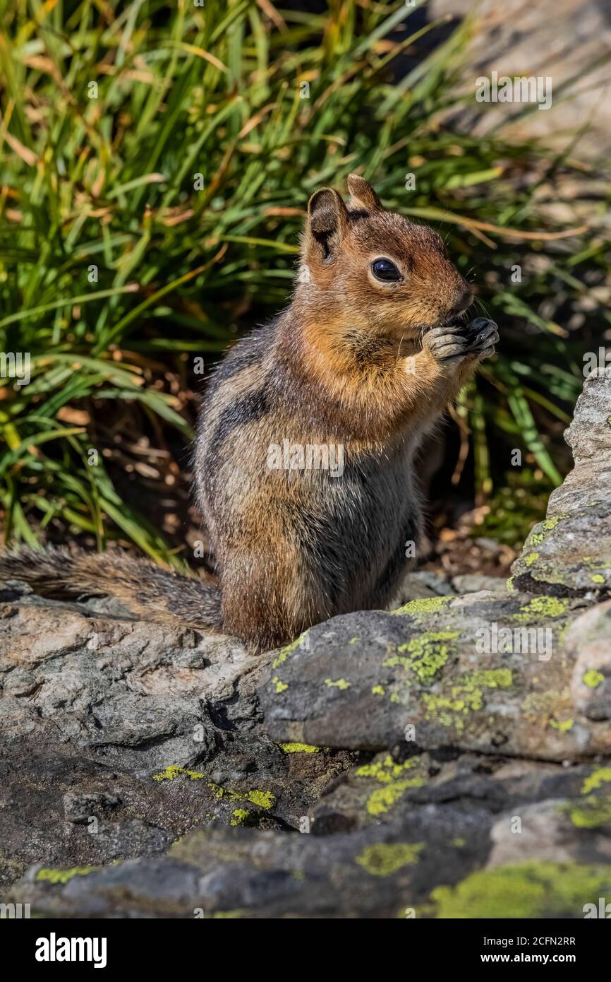 Cascade Golden-Mantled Ground Squirrel, Spermophilus saturatus, feeding ...