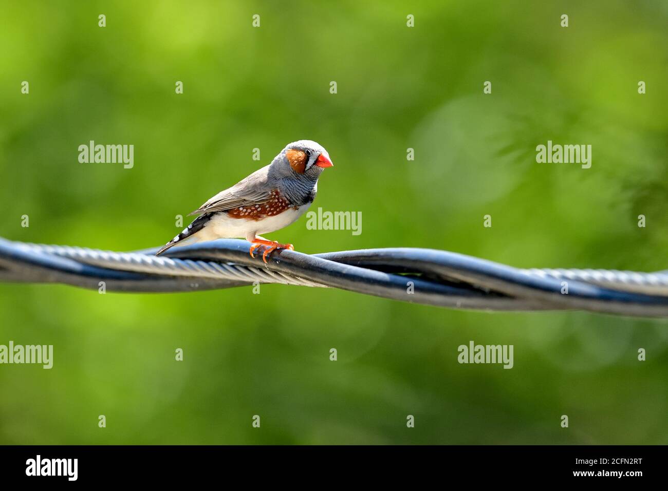 Zebra Finch photographed in the Wild Stock Photo - Alamy