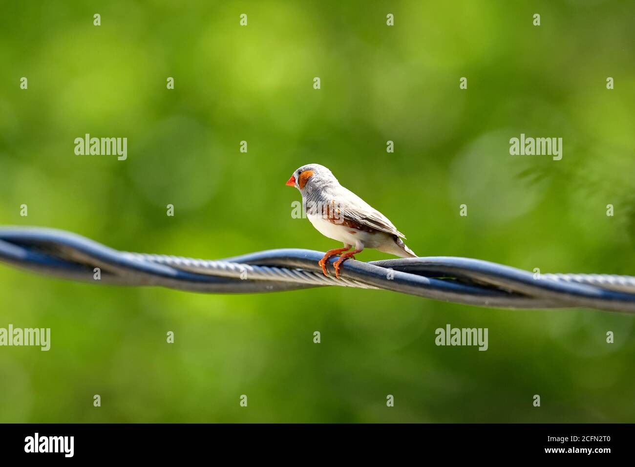 Zebra Finch photographed in the Wild Stock Photo - Alamy