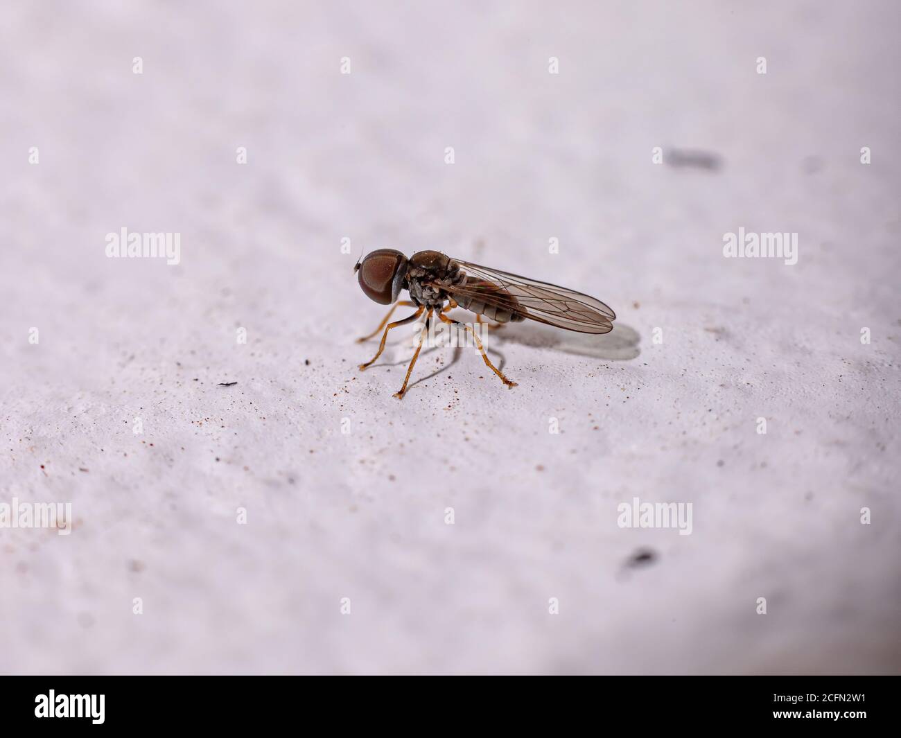 Big-headed Fly of the Family Pipunculidae Stock Photo - Alamy