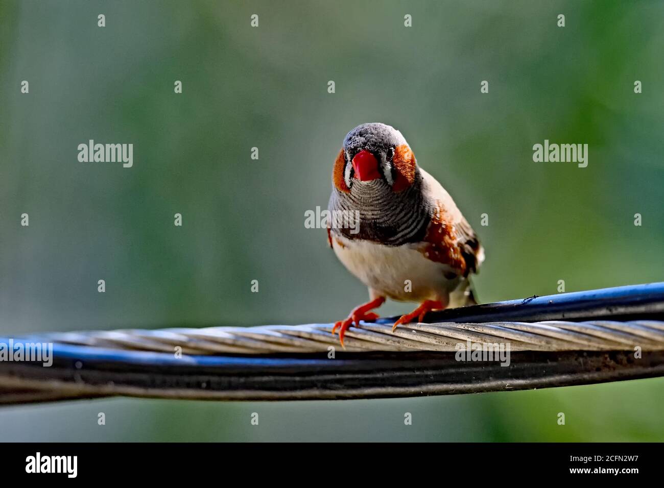 Zebra Finch photographed in the Wild Stock Photo - Alamy