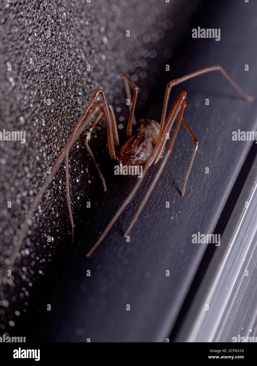 Spitting spider hi-res stock photography and images - Alamy