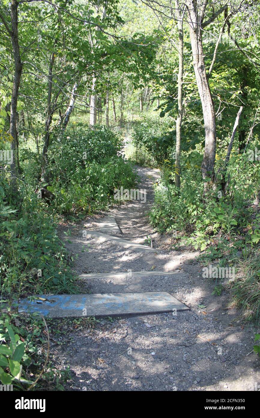 A small path in the overgrown sunny summer meadow Stock Photo - Alamy