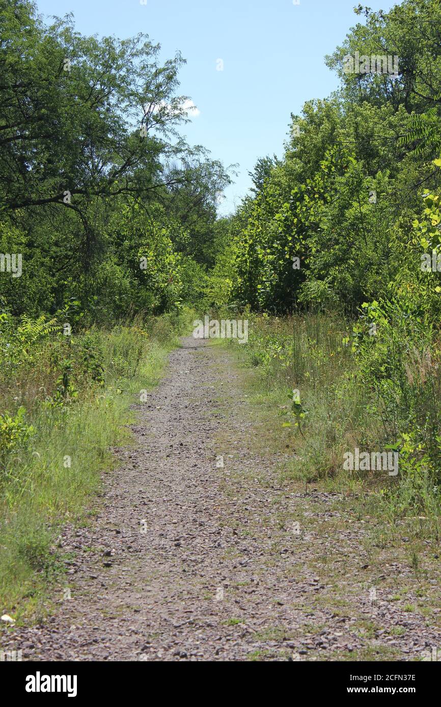 A small path in the overgrown sunny summer meadow Stock Photo - Alamy