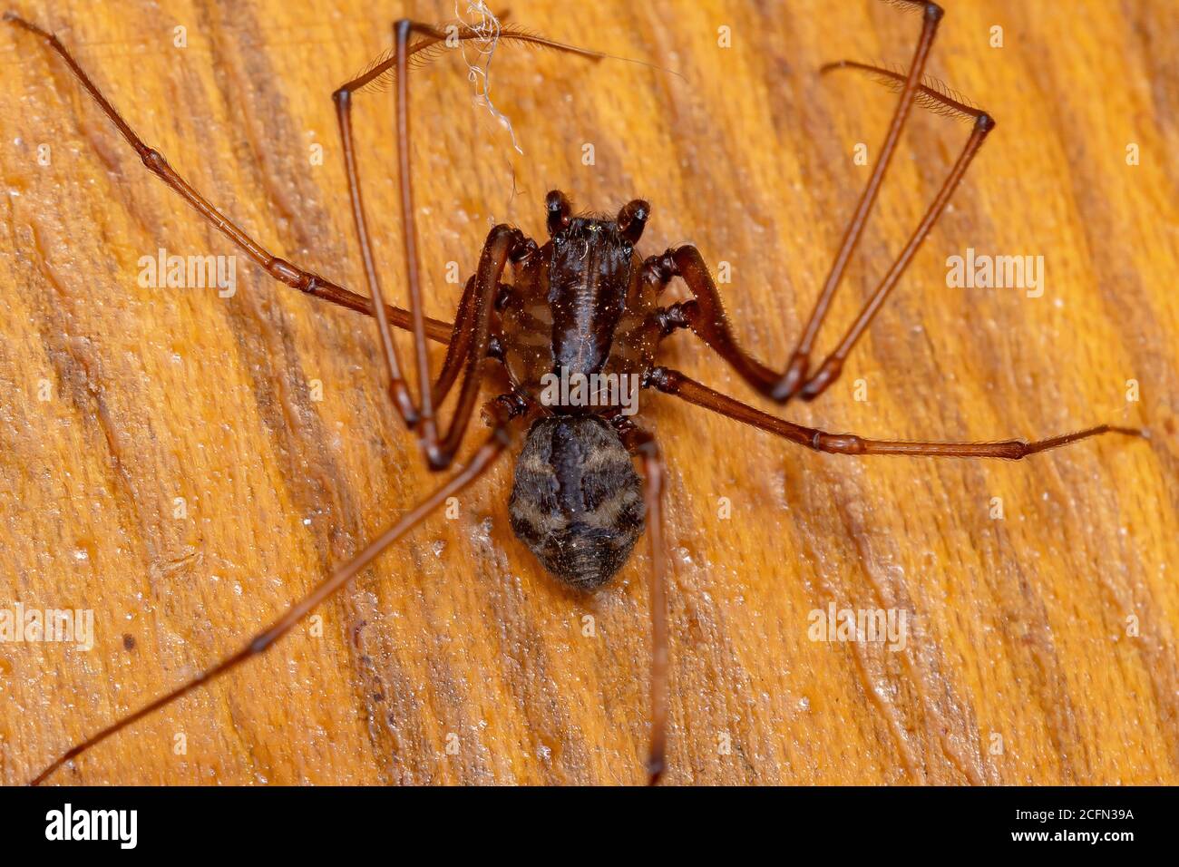 Spitting Spider of the Genus Scytodes Stock Photo - Alamy
