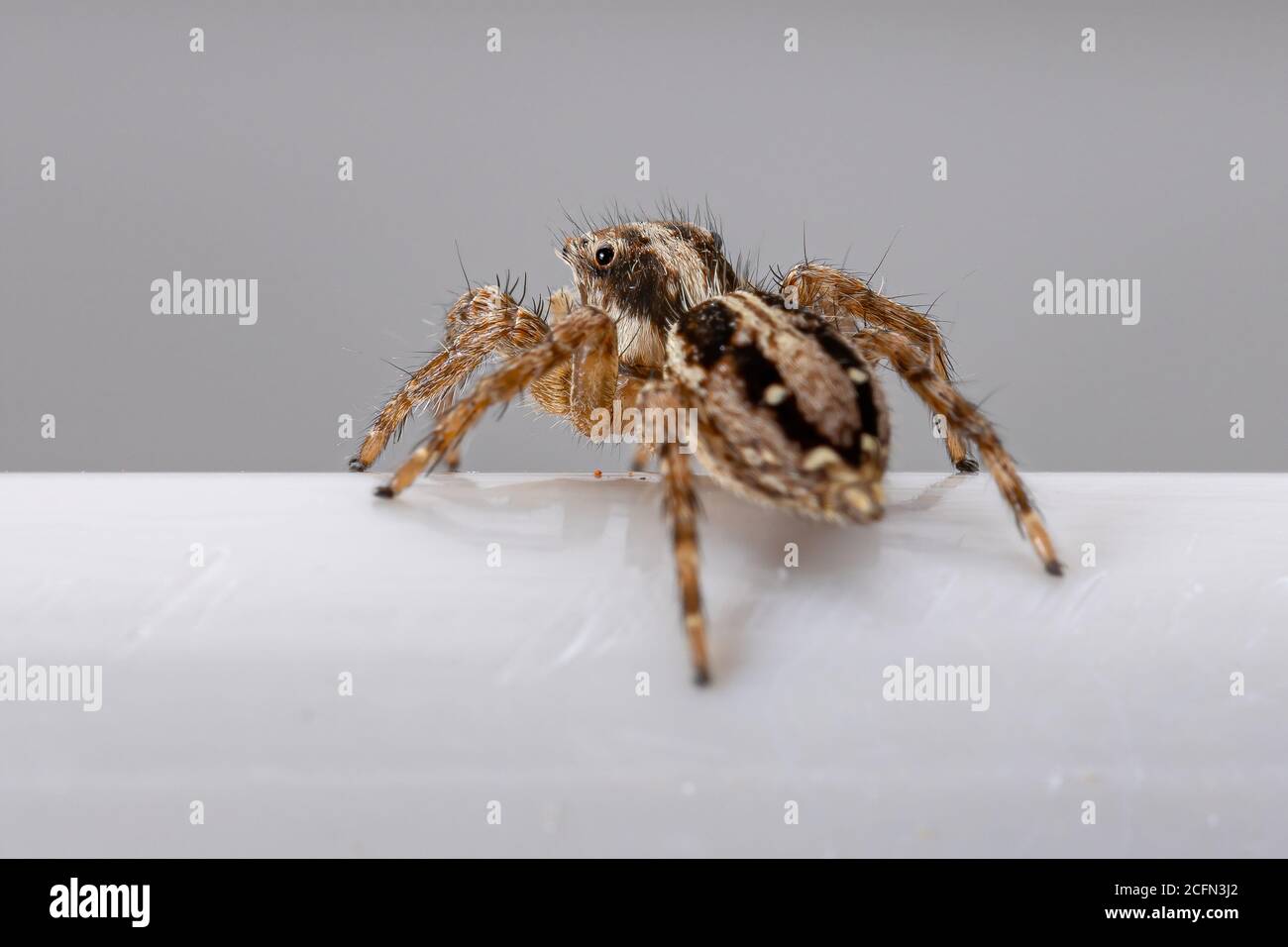 Pantropical Jumping Spider of the species Plexippus paykulli Stock ...