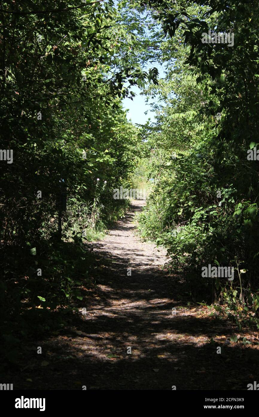 A small path in the overgrown sunny summer meadow Stock Photo - Alamy