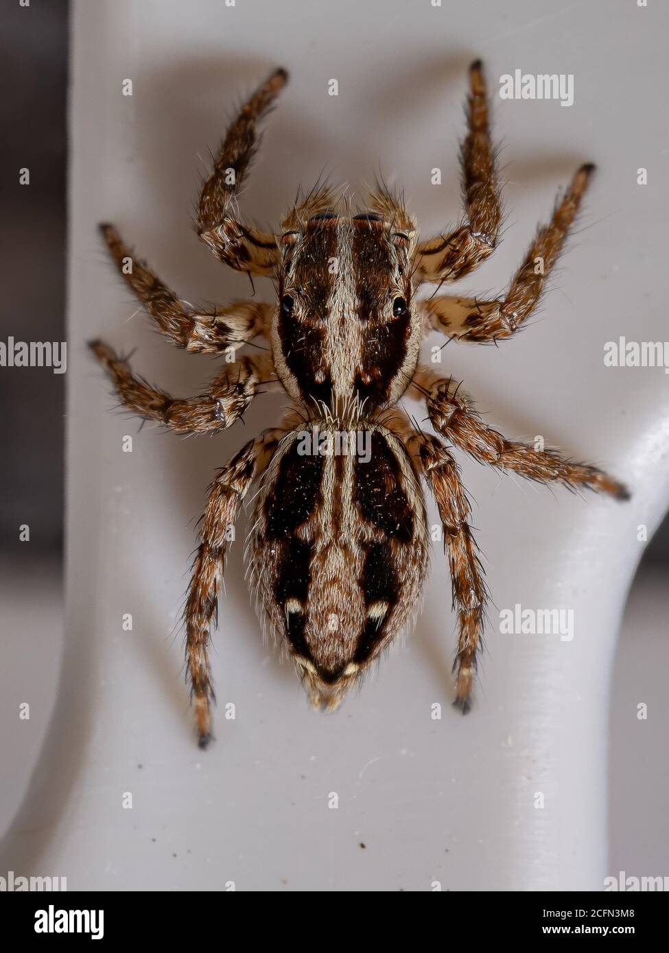 Pantropical Jumping Spider of the species Plexippus paykulli Stock ...