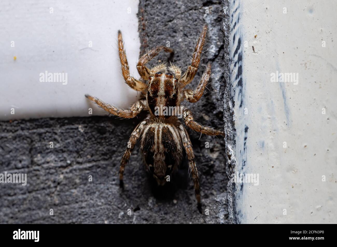Pantropical jumping spider hi-res stock photography and images - Alamy