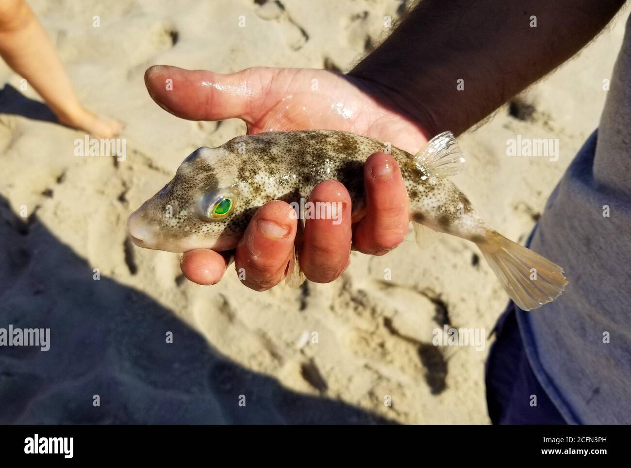 Holding a small puffer fish caught from the beach Stock Photo - Alamy
