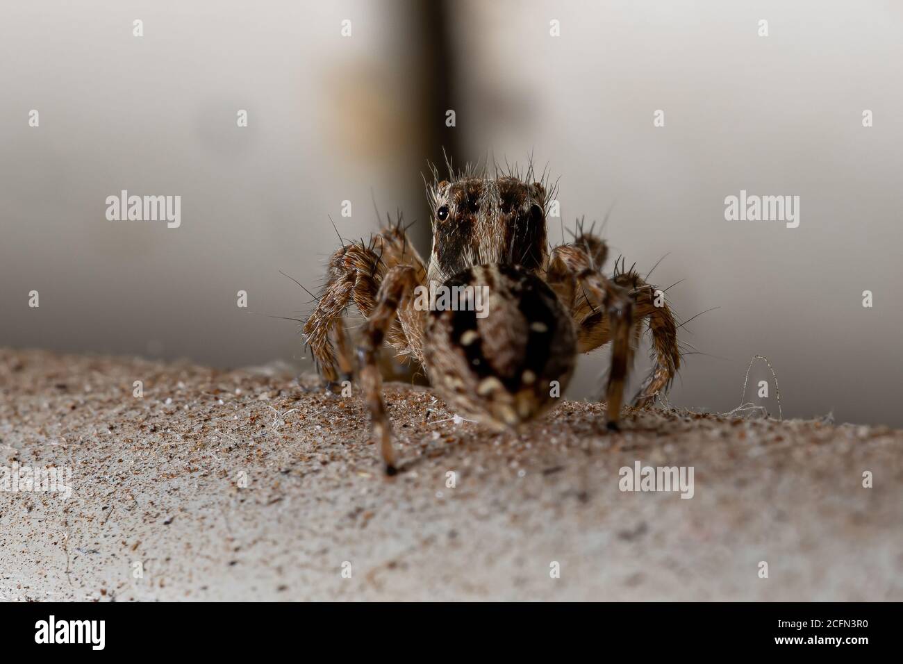 Pantropical Jumping Spider of the species Plexippus paykulli Stock ...