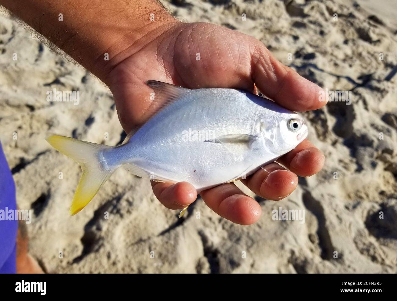 Pompano fish hi-res stock photography and images - Alamy