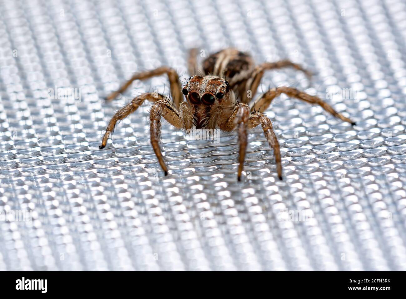 Pantropical jumping spider hi-res stock photography and images - Alamy