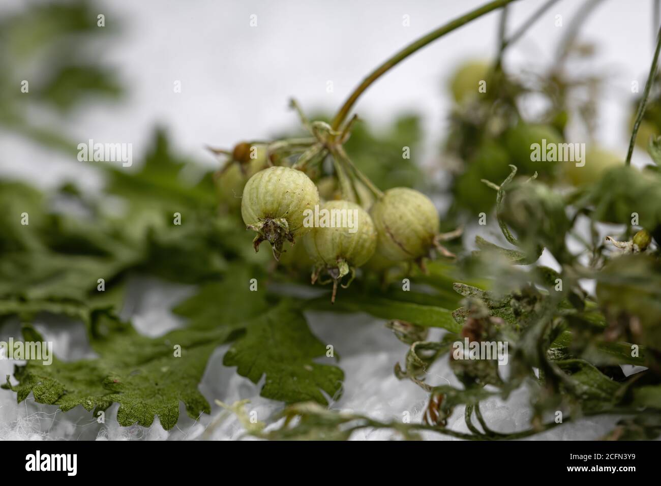 Flora plant nature parsley herb hi-res stock photography and images - Alamy