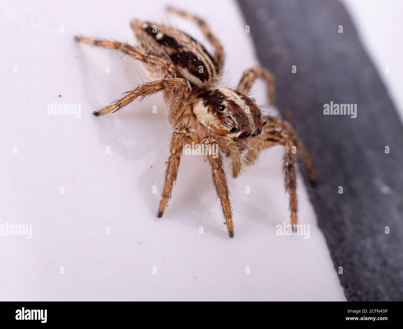 Pantropical Jumping Spider of the species Plexippus paykulli Stock ...