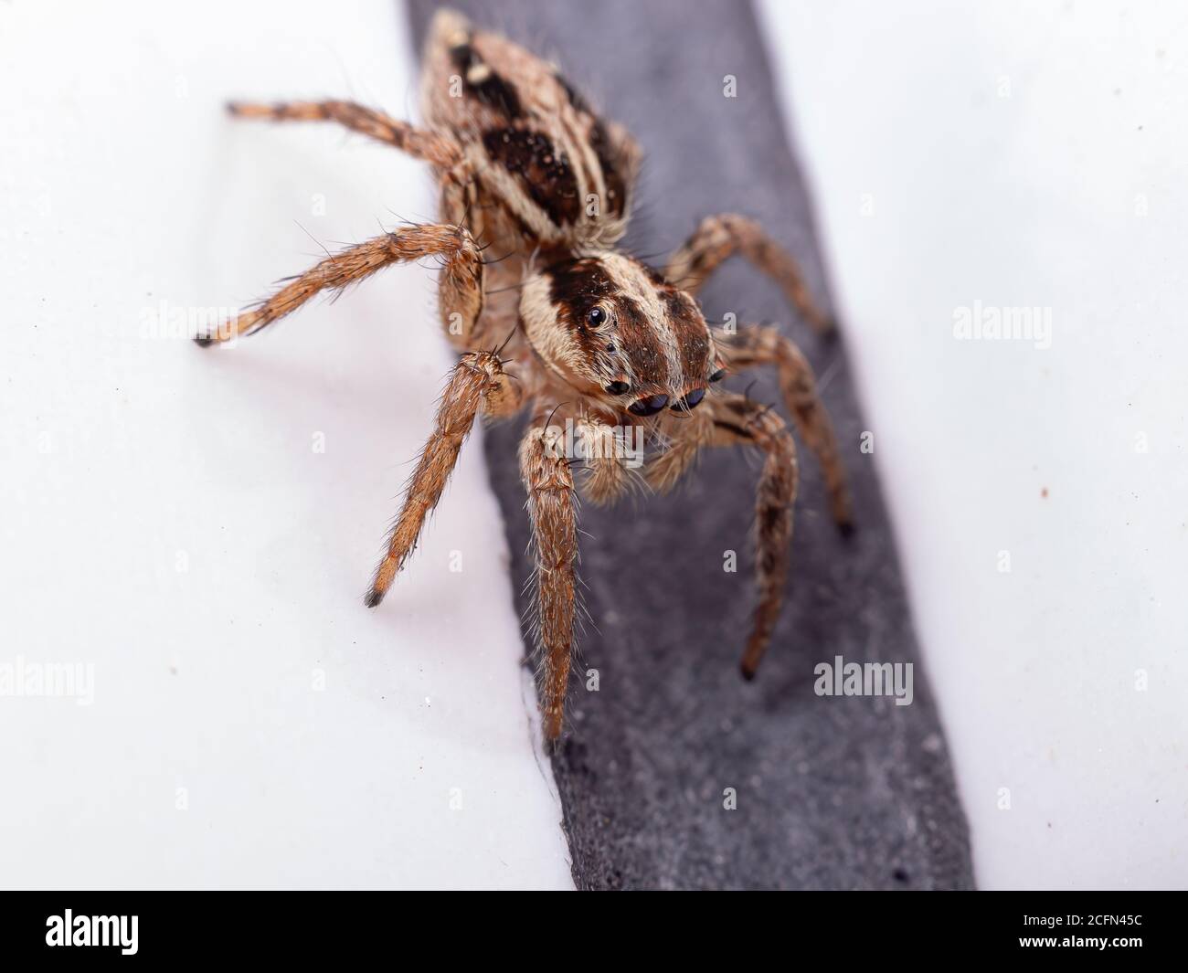 Pantropical Jumping Spider of the species Plexippus paykulli Stock ...