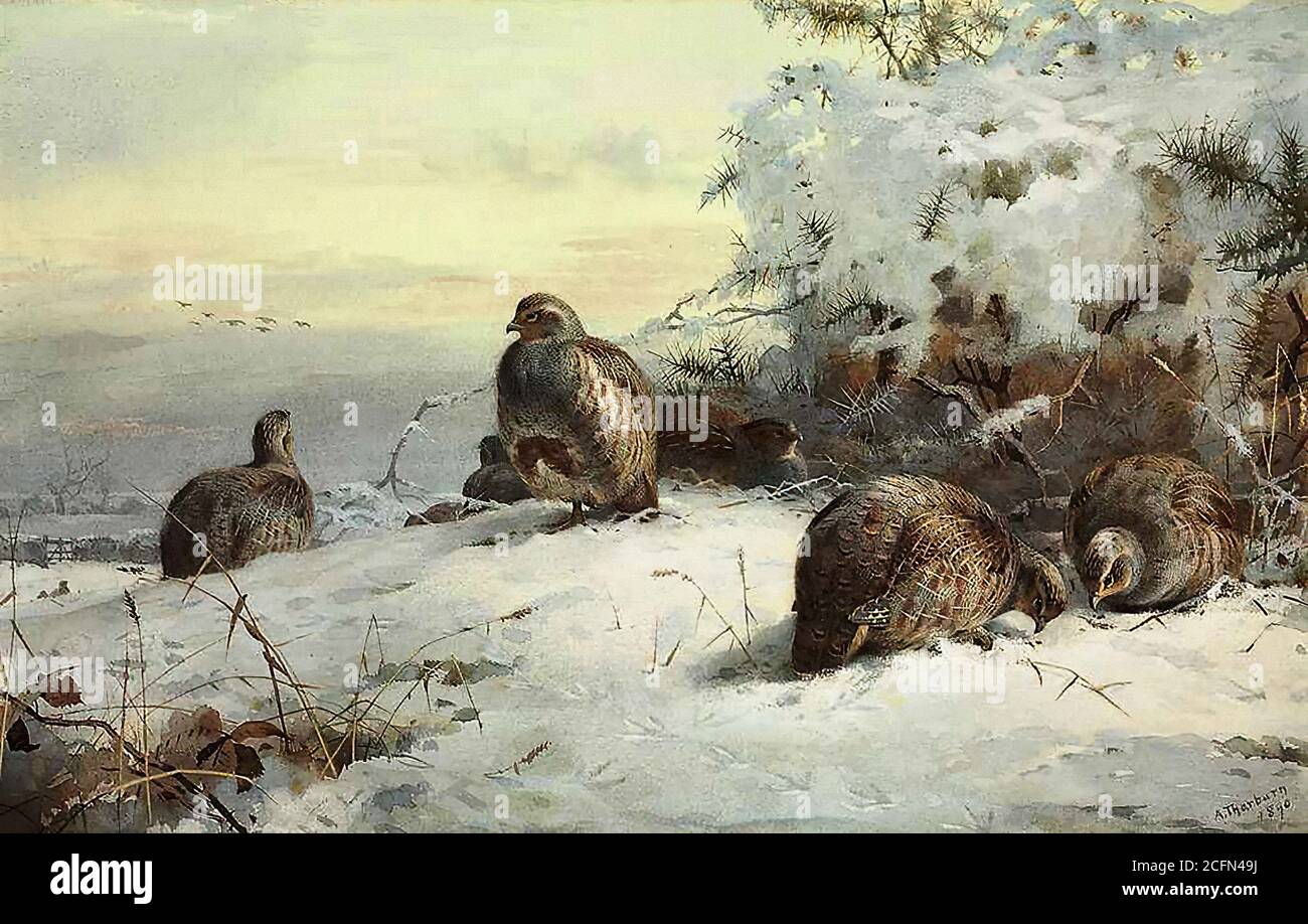 Grey partridge snow painting hi-res stock photography and images - Alamy