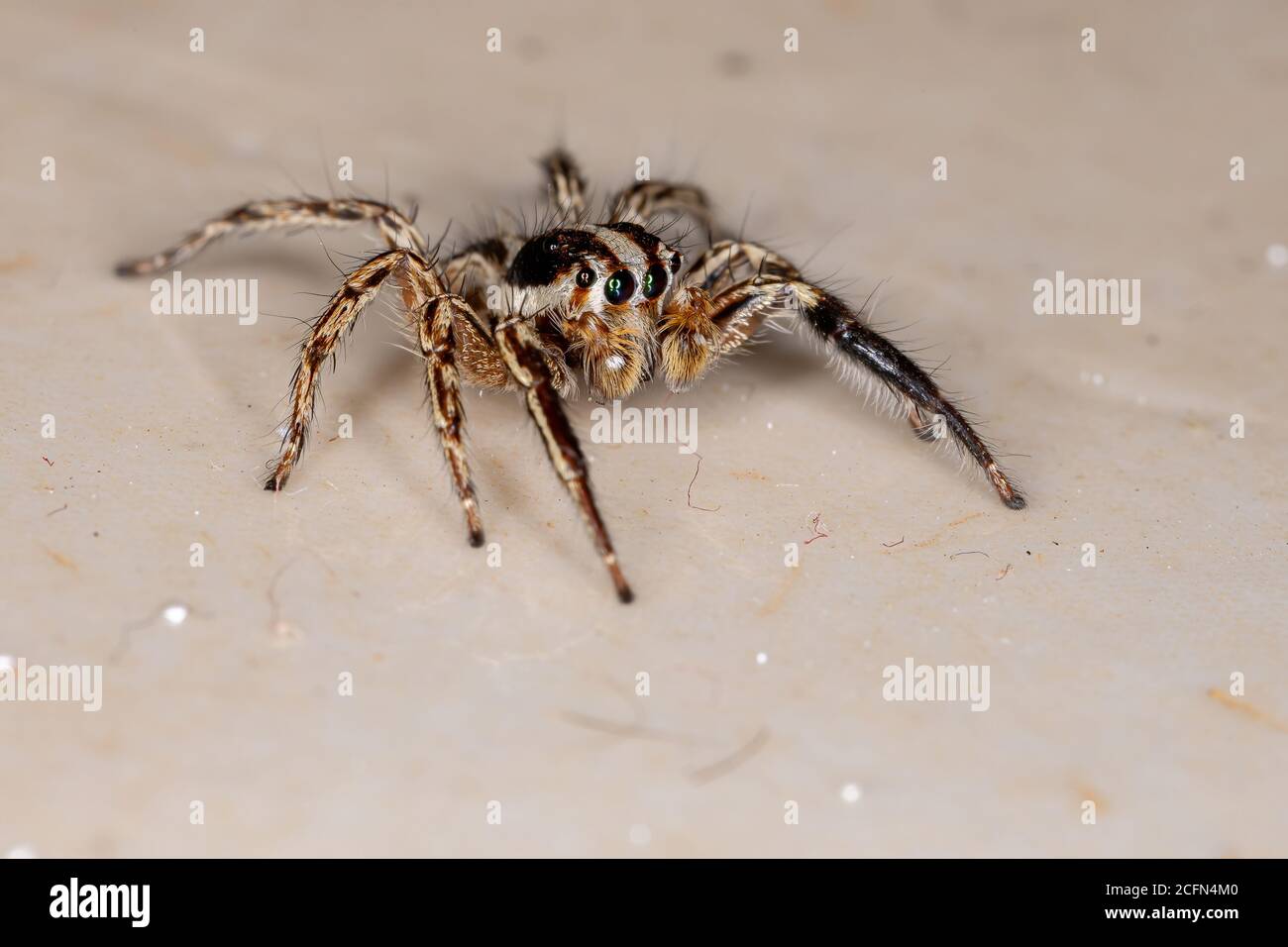 Pantropical Jumping Spider of the species Plexippus paykulli Stock ...