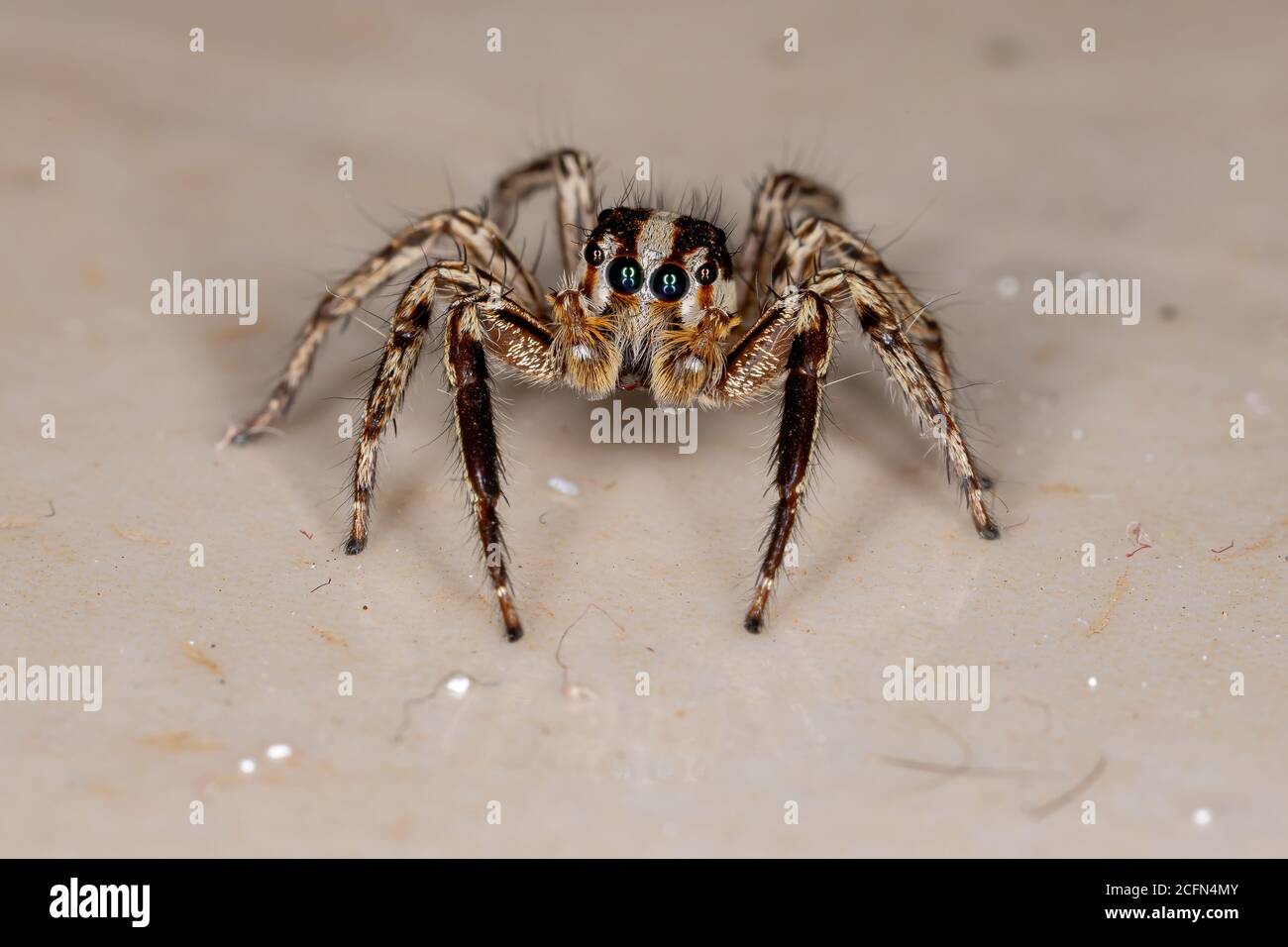 Pantropical Jumping Spider of the species Plexippus paykulli Stock ...