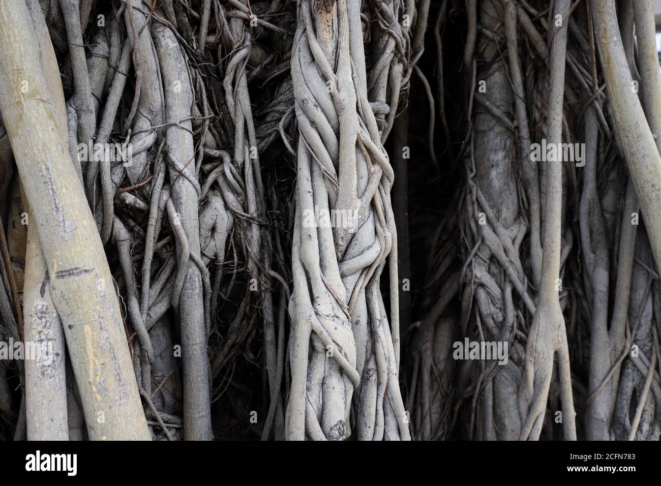 Deep roots hi-res stock photography and images - Alamy