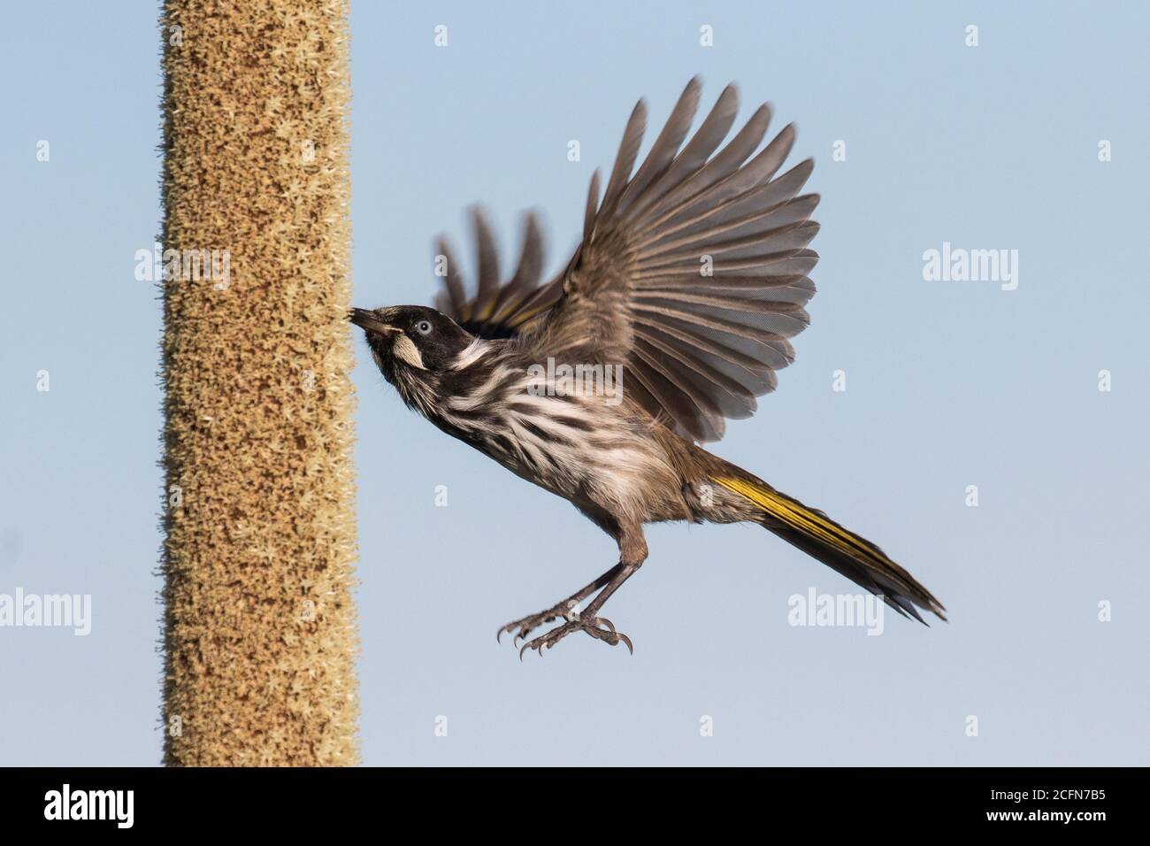 New holland honeyeter hi-res stock photography and images - Alamy