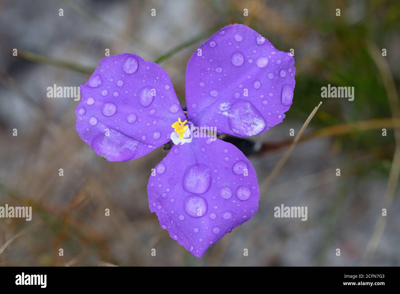 Silky purple flag hi-res stock photography and images - Alamy