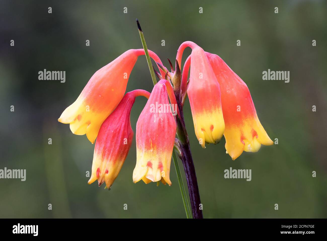 Blandfordia Grandiflora High Resolution Stock Photography and Images ...