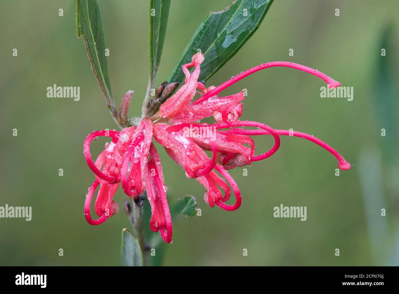 Grevillea olioides hi-res stock photography and images - Alamy