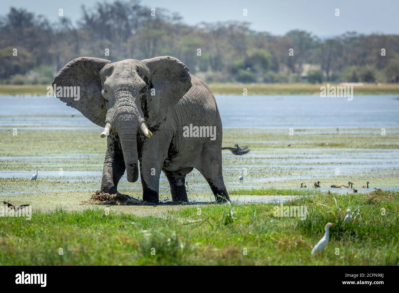 Charging bull elephant hi-res stock photography and images - Alamy
