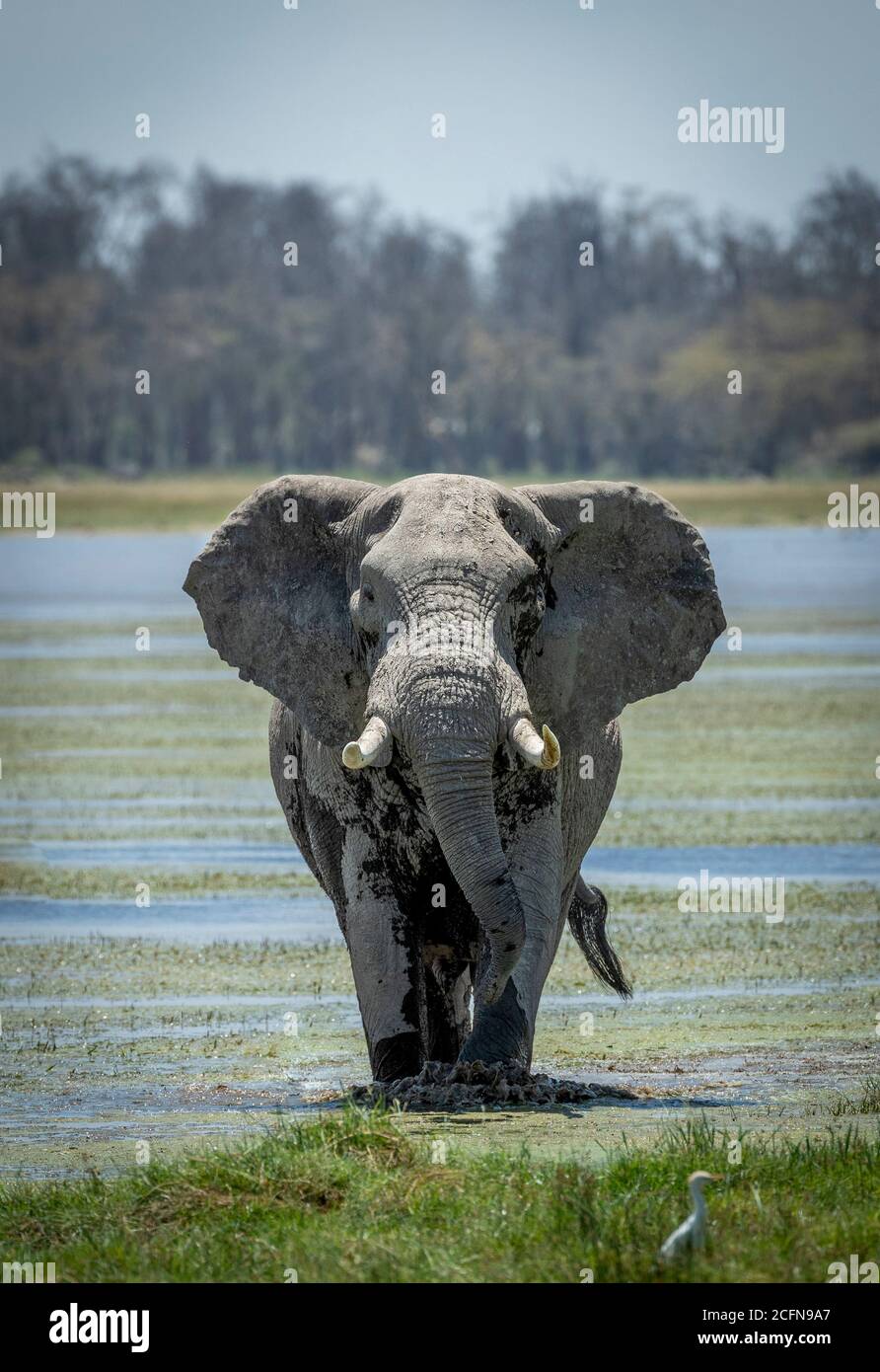 Vertical head on portrait of a large male elephant walking towards ...