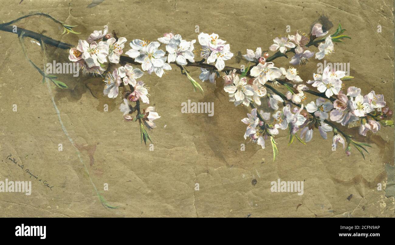 Shields Frederic James - a Study of Apple Blossom - British School ...