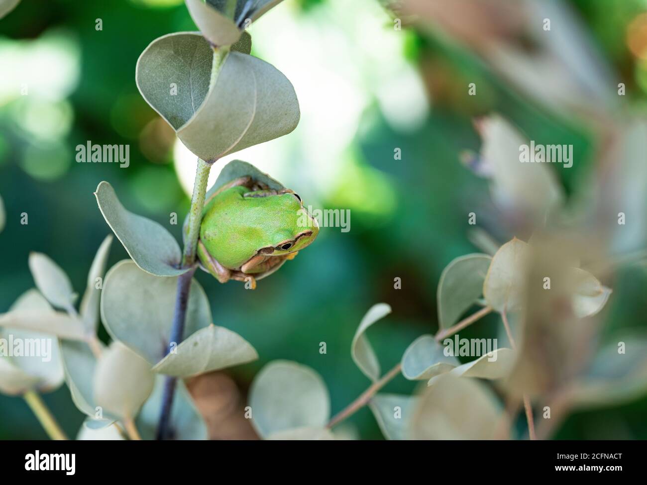 Japanese tree frog hi-res stock photography and images - Alamy