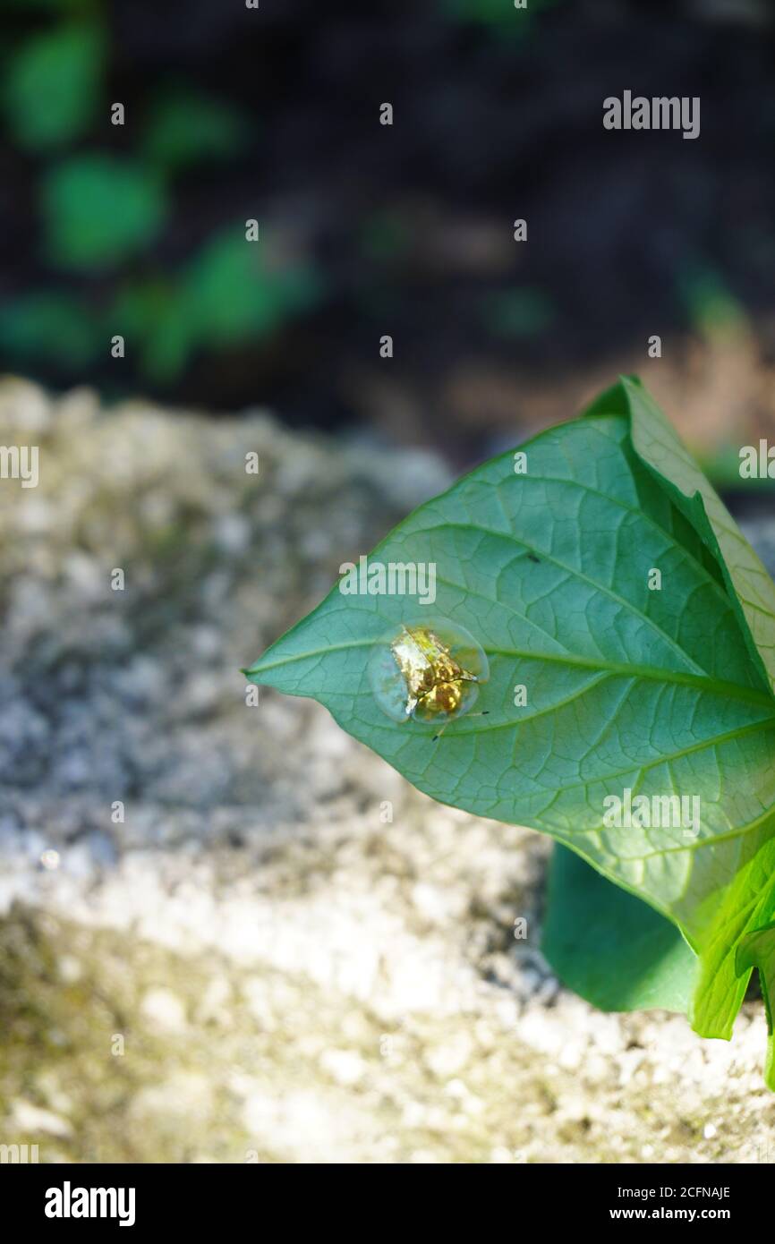 Gold ladybug hi-res stock photography and images - Alamy