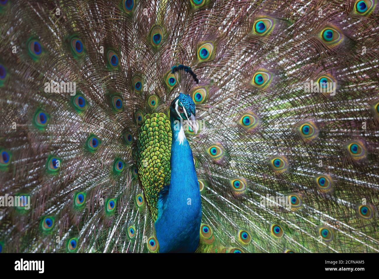 Peacock feather train hi-res stock photography and images - Alamy