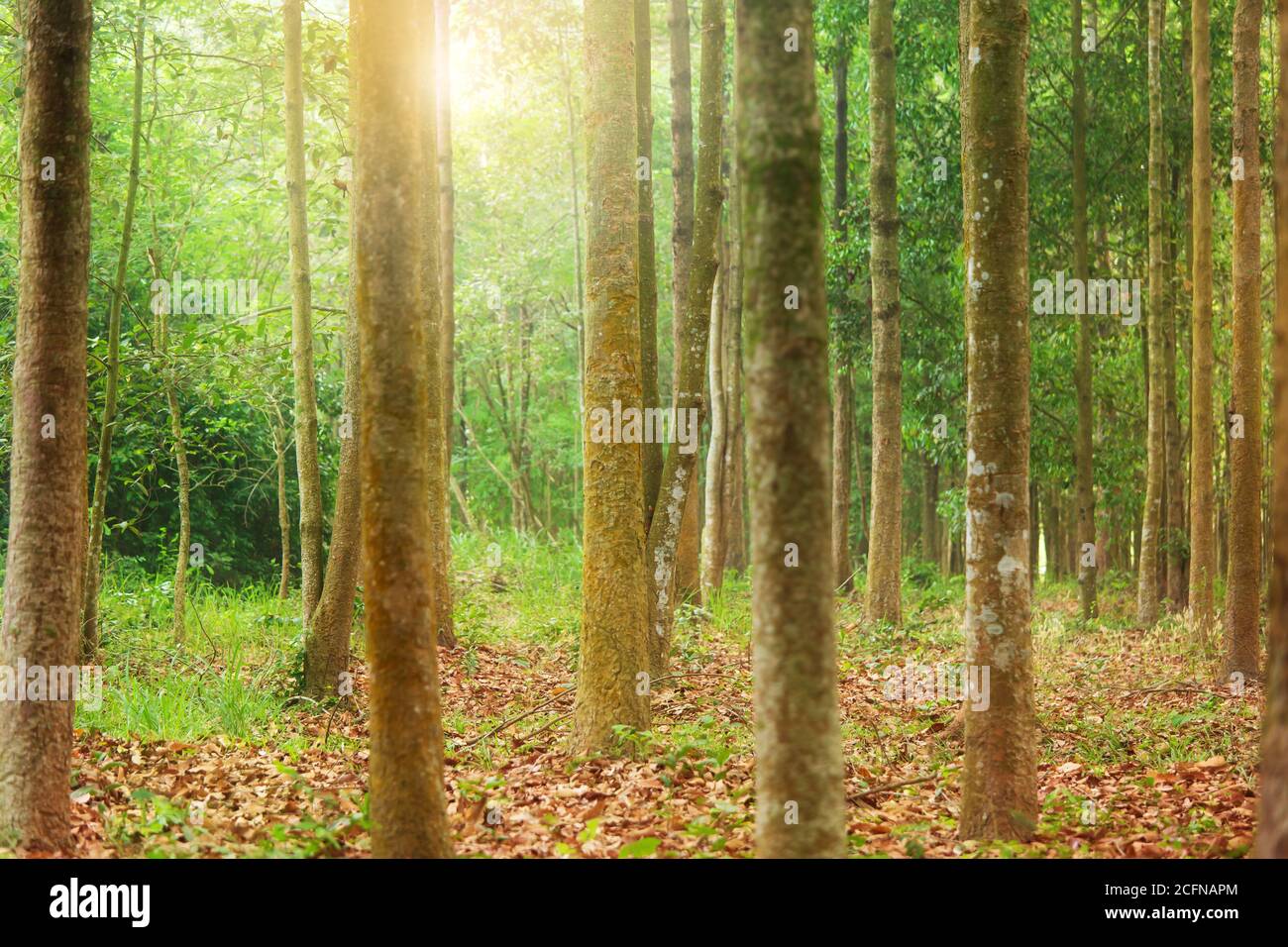 Yang, Gurjan or Garjan trees in a forestry Plantation at sunrise ...