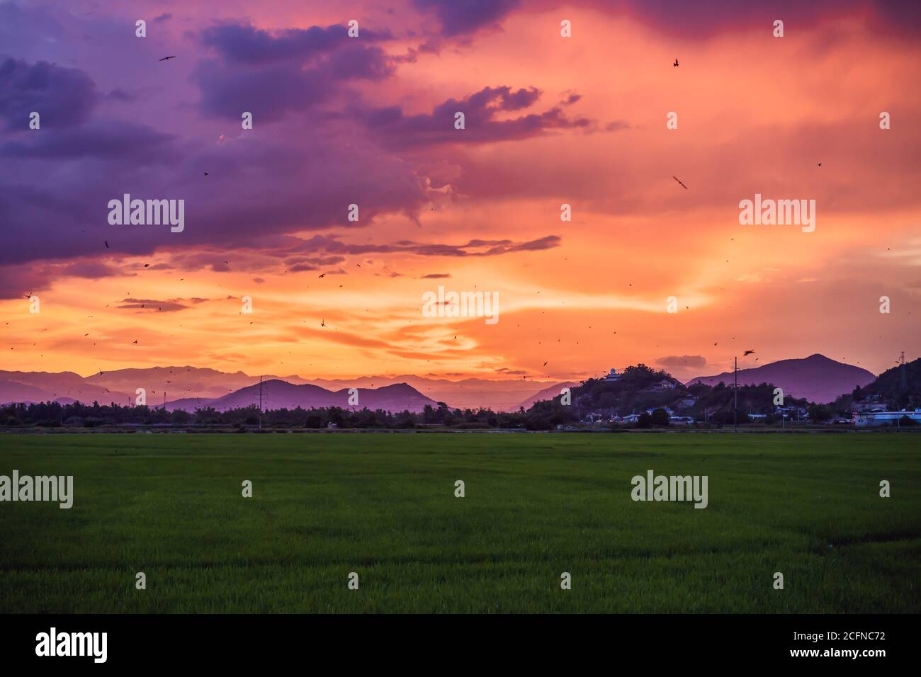 Beautiful view of rice paddy field during sunset. Nature composition ...