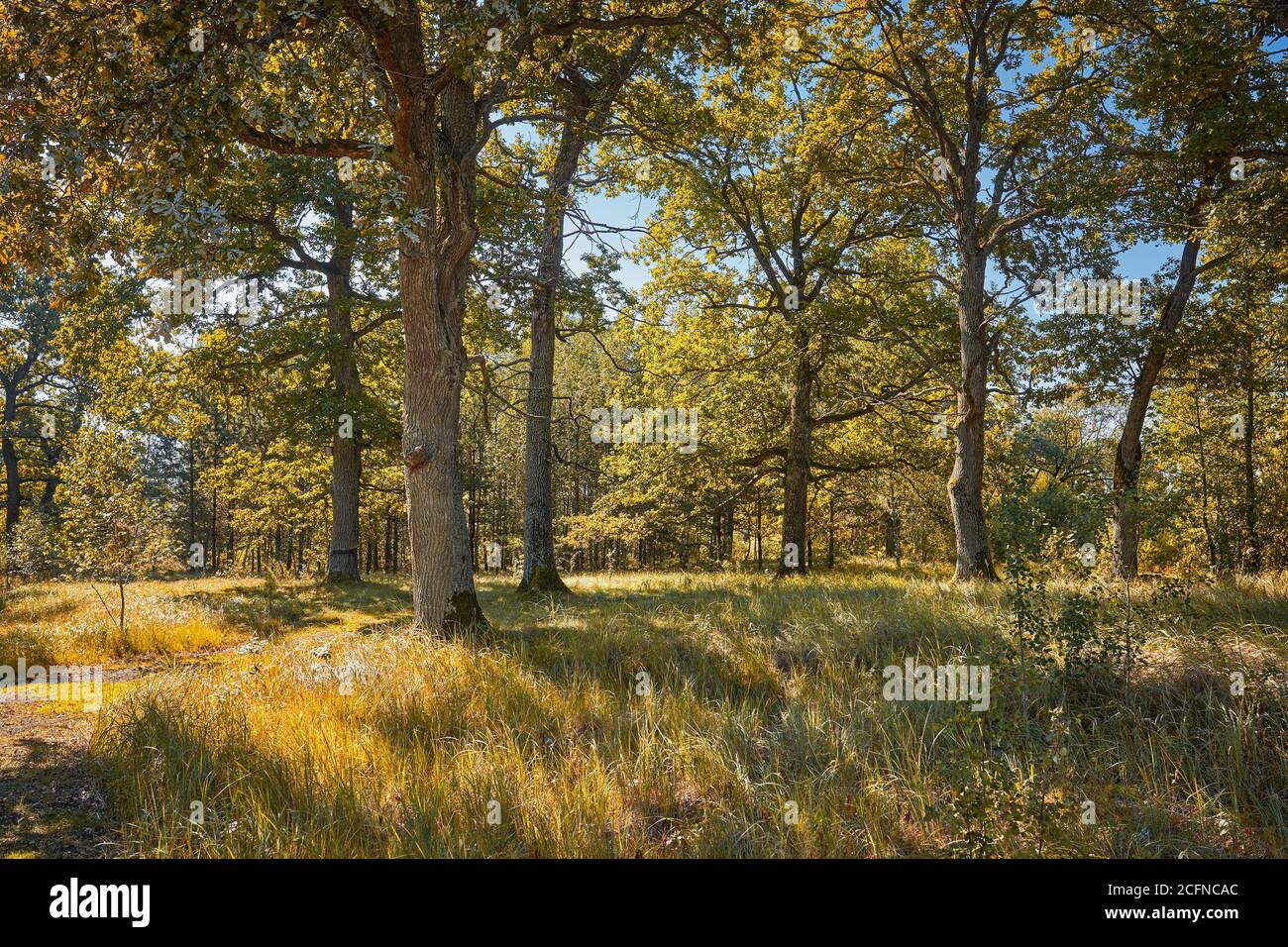 Beautiful green nature with oak trees Stock Photo - Alamy