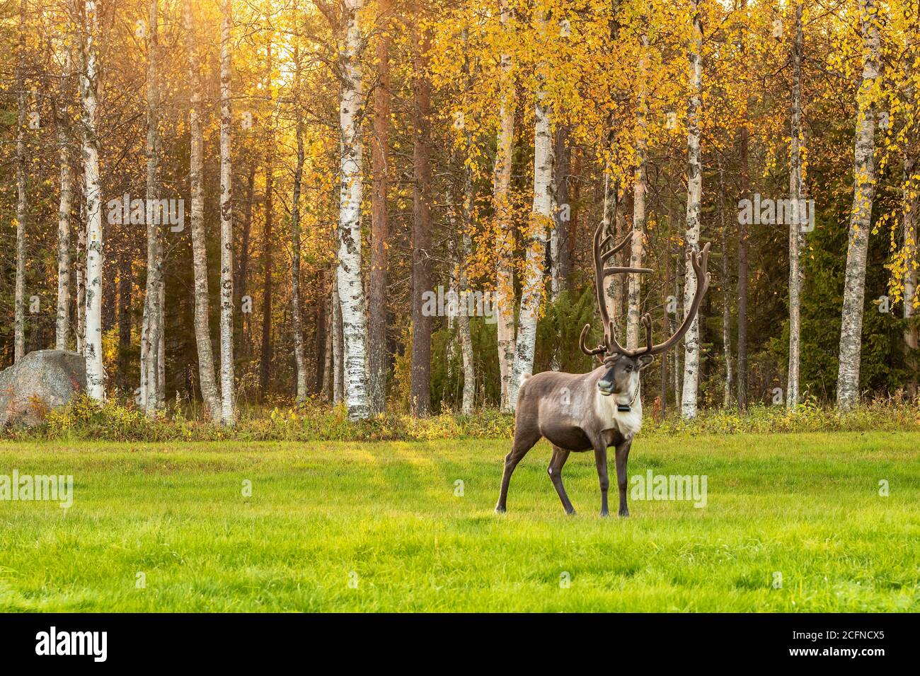 Reindeer grazing on the green field with birch trees forest at ...