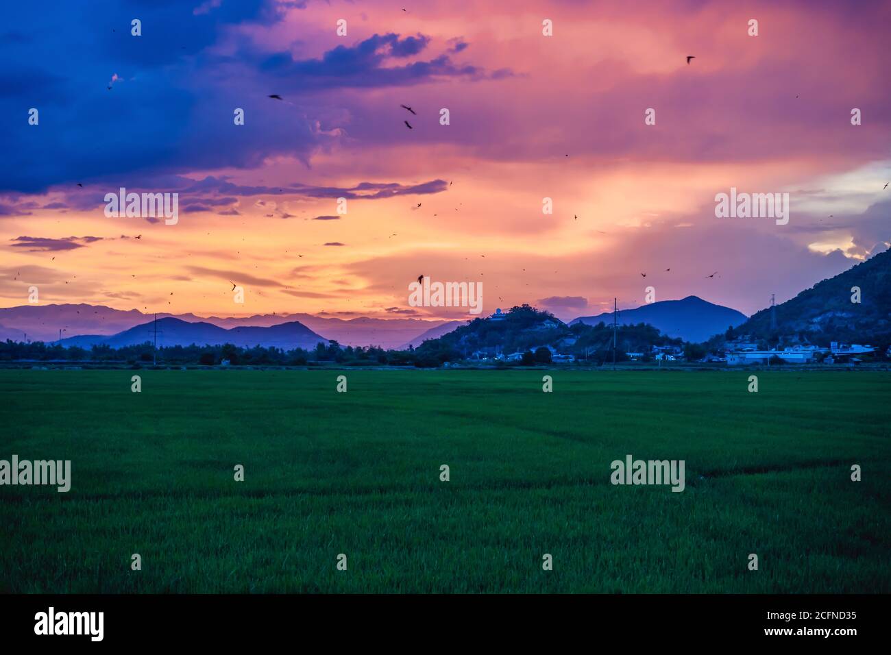 Beautiful view of rice paddy field during sunset. Nature composition ...