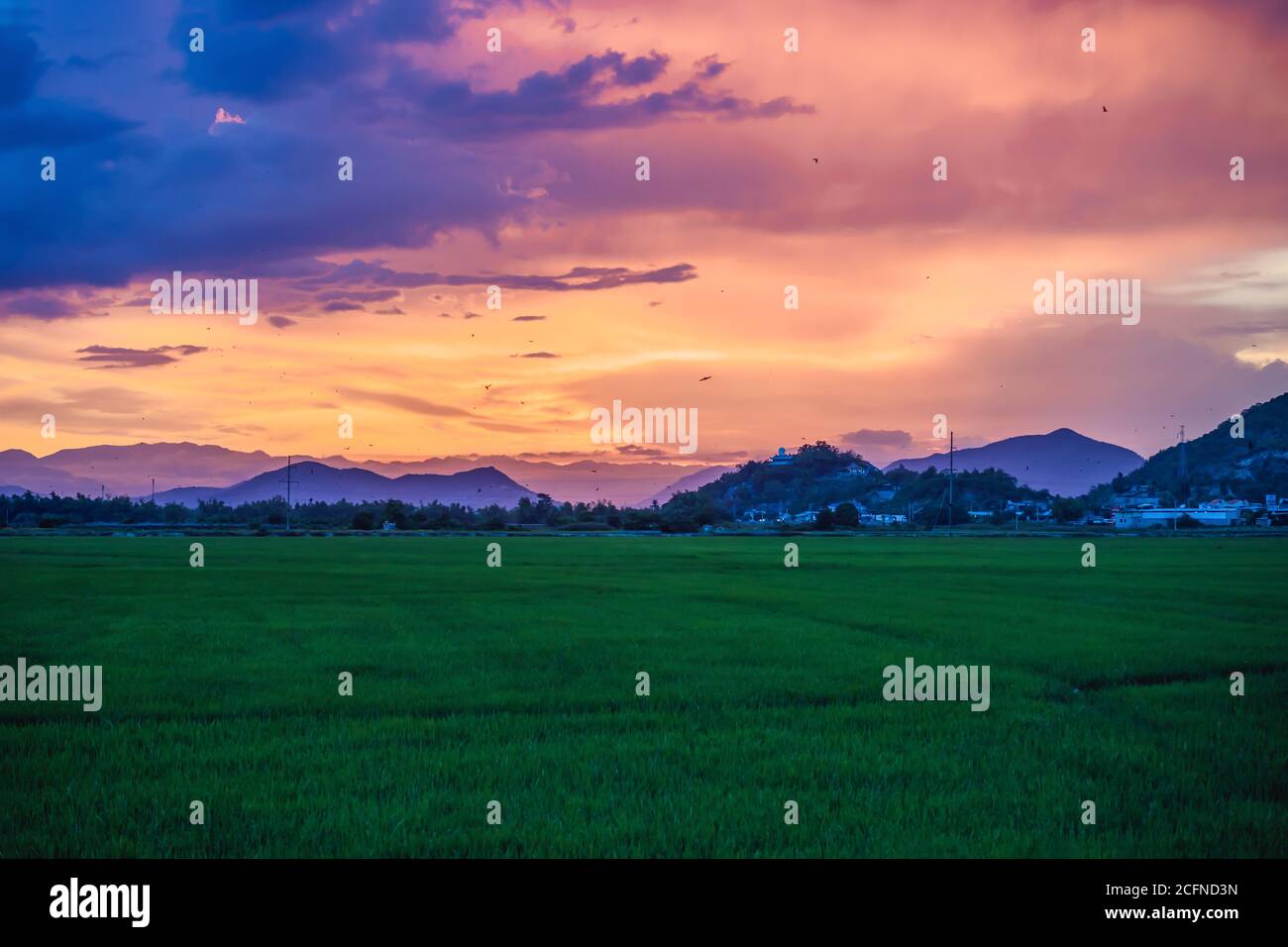Beautiful view of rice paddy field during sunset. Nature composition ...