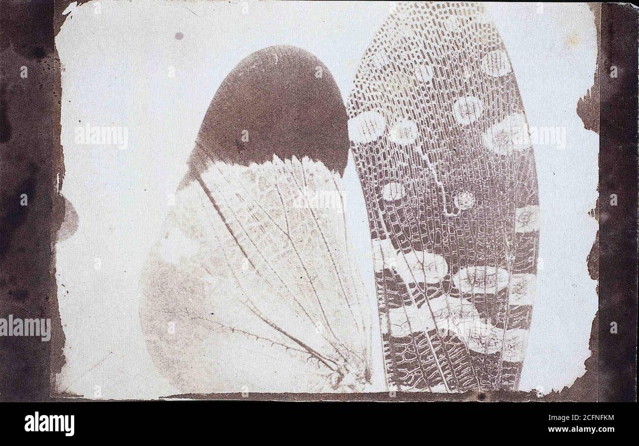 Photomicrograph image hi-res stock photography and images - Alamy