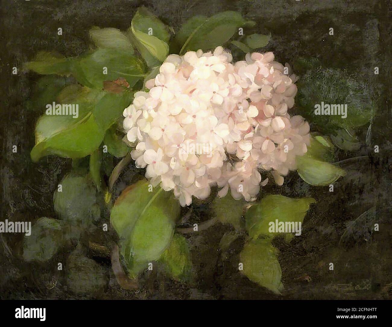 Park Stuart - Hydrangeas - British School - 19th Century Stock Photo ...