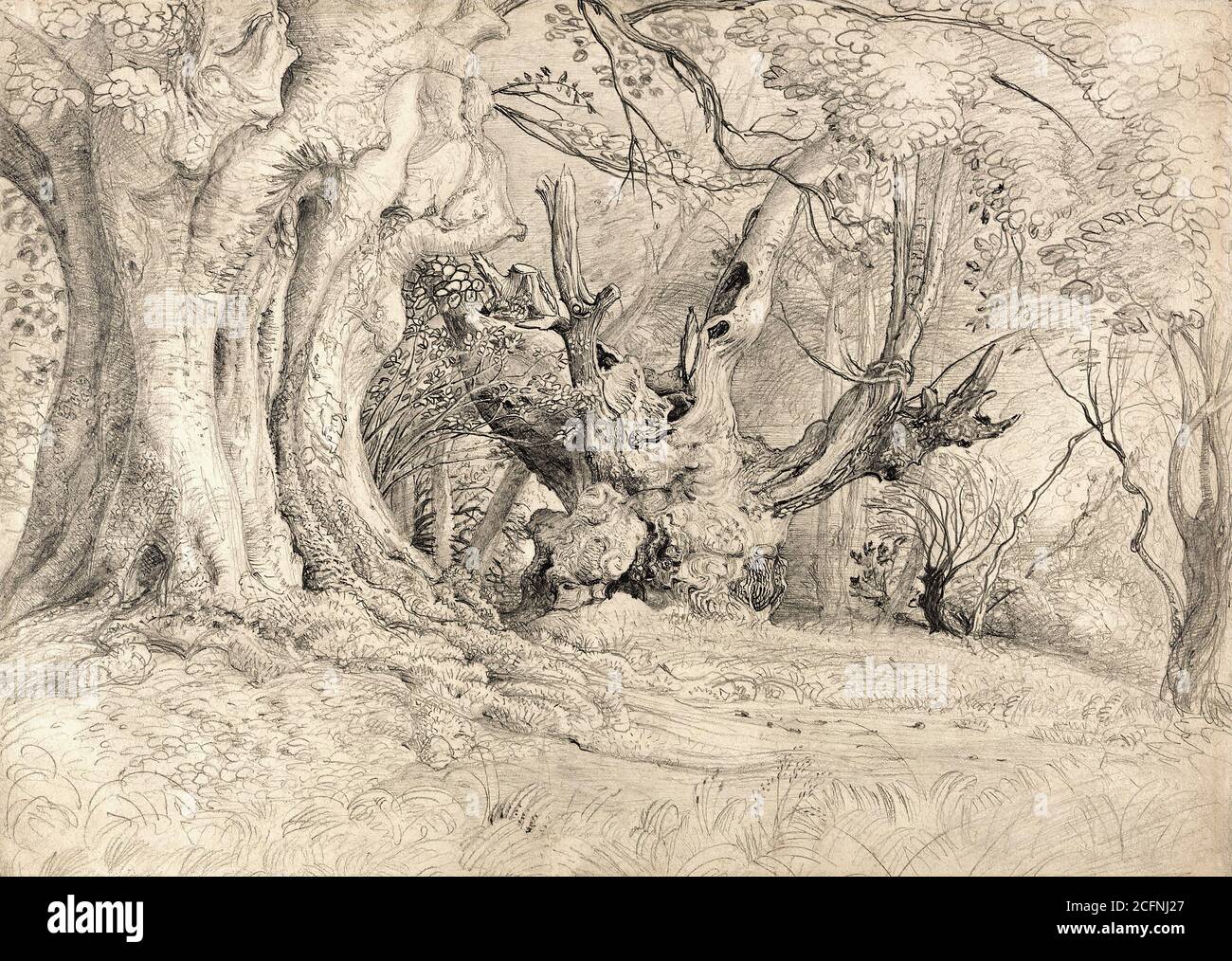 Palmer Samuel - Ancient Trees Lullingstone Park - British School - 19th ...