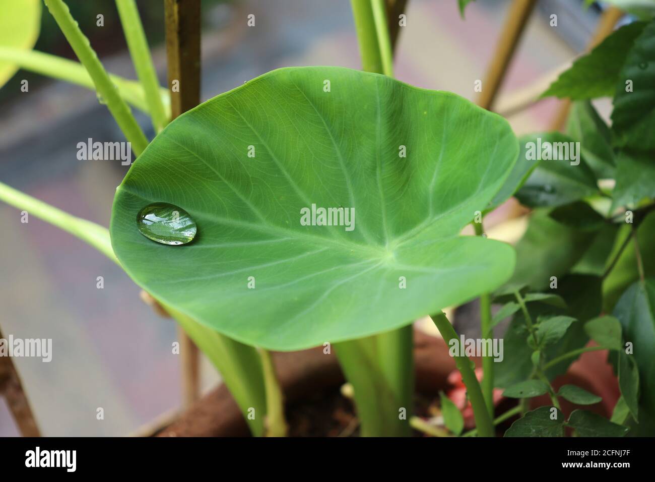 Water droplet on Taro plant leaf Stock Photo - Alamy