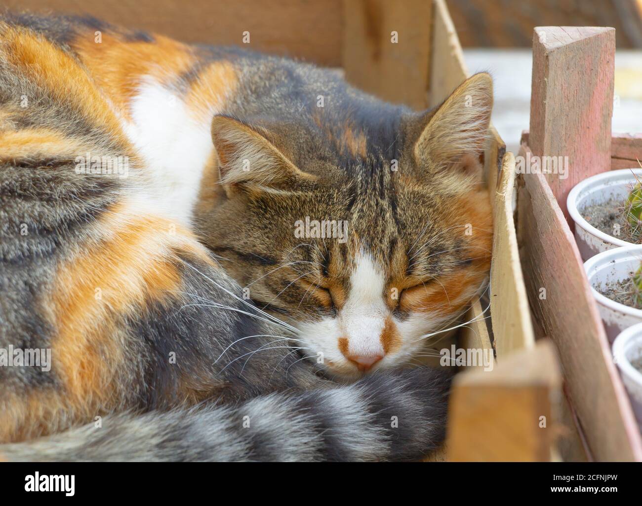 Three colored cat hi-res stock photography and images - Alamy