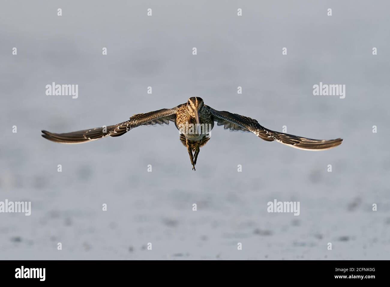 Common snipe in flight in its natural enviroment Stock Photo - Alamy
