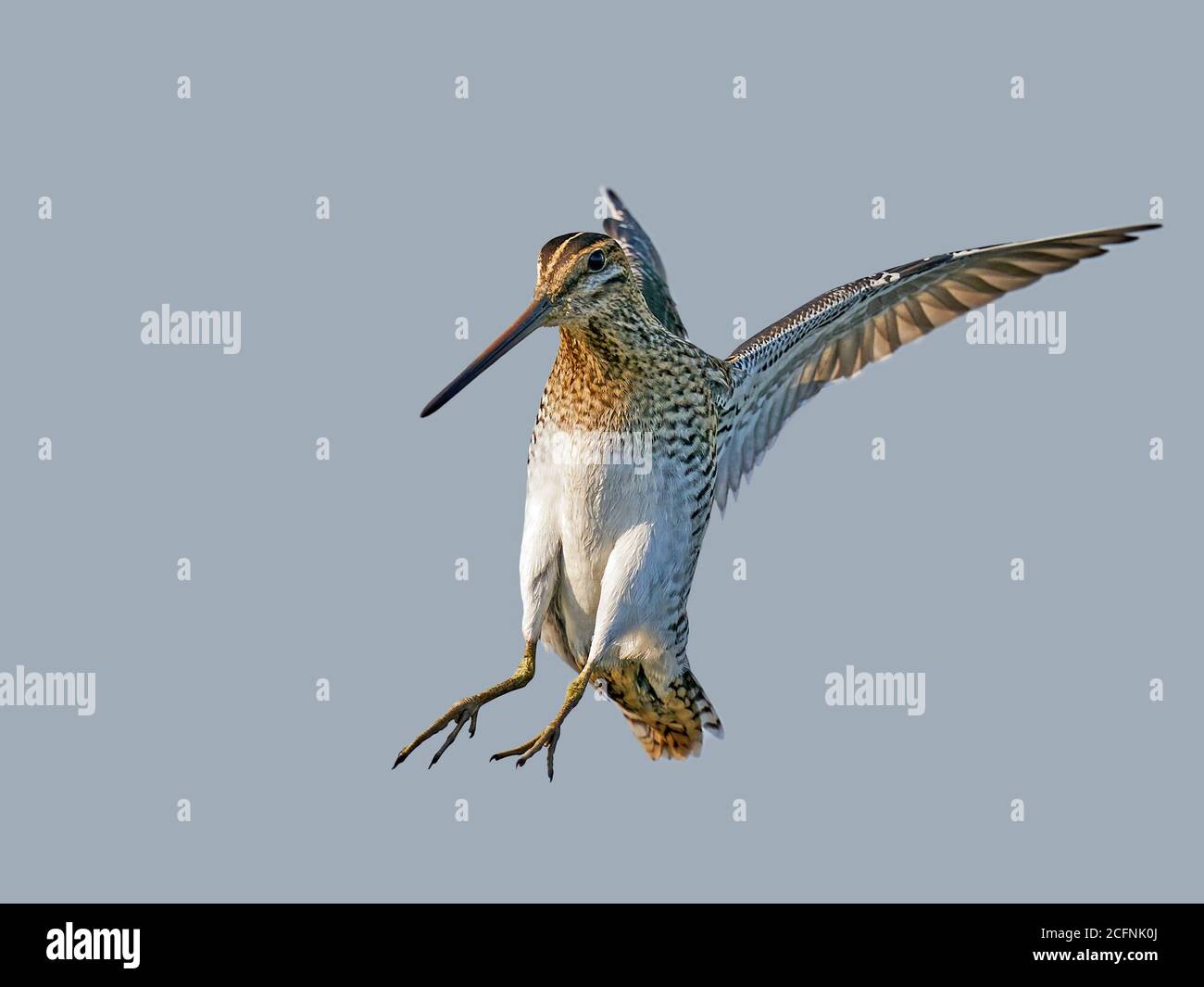Common snipe in flight in its natural enviroment Stock Photo - Alamy